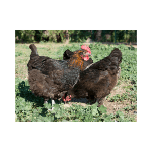 The 21 Best Chicken Breeds For Your Backyard Flock