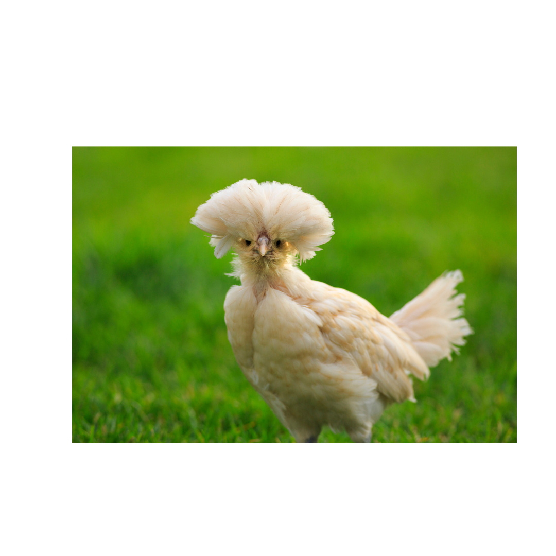 The 21 Best Chicken Breeds For Your Backyard Flock