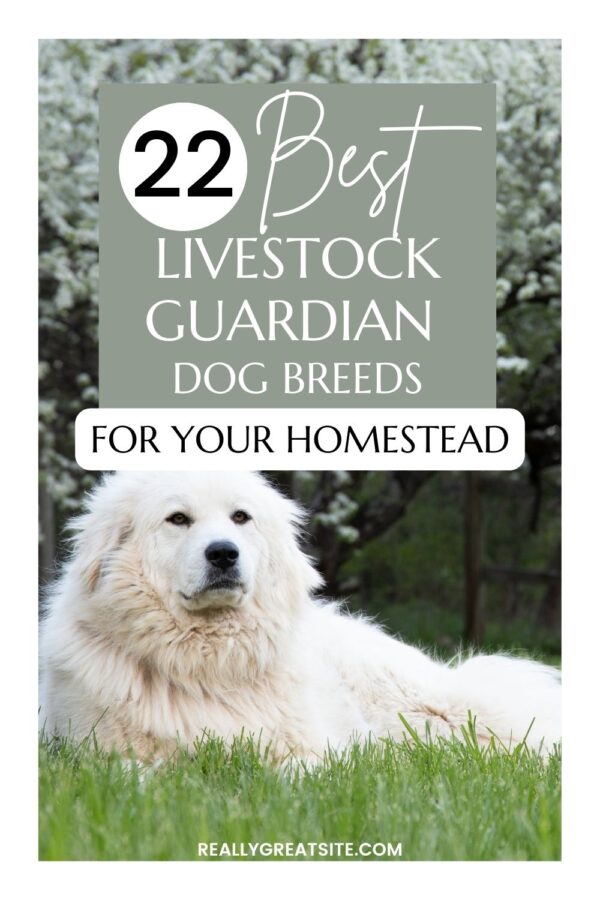 22 Best Livestock Guardian Dog Breeds For Small Farms