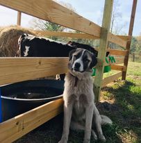 22 Best Livestock Guardian Dog Breeds For Small Farms