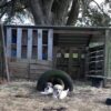 22 Best Livestock Guardian Dog Breeds For Small Farms