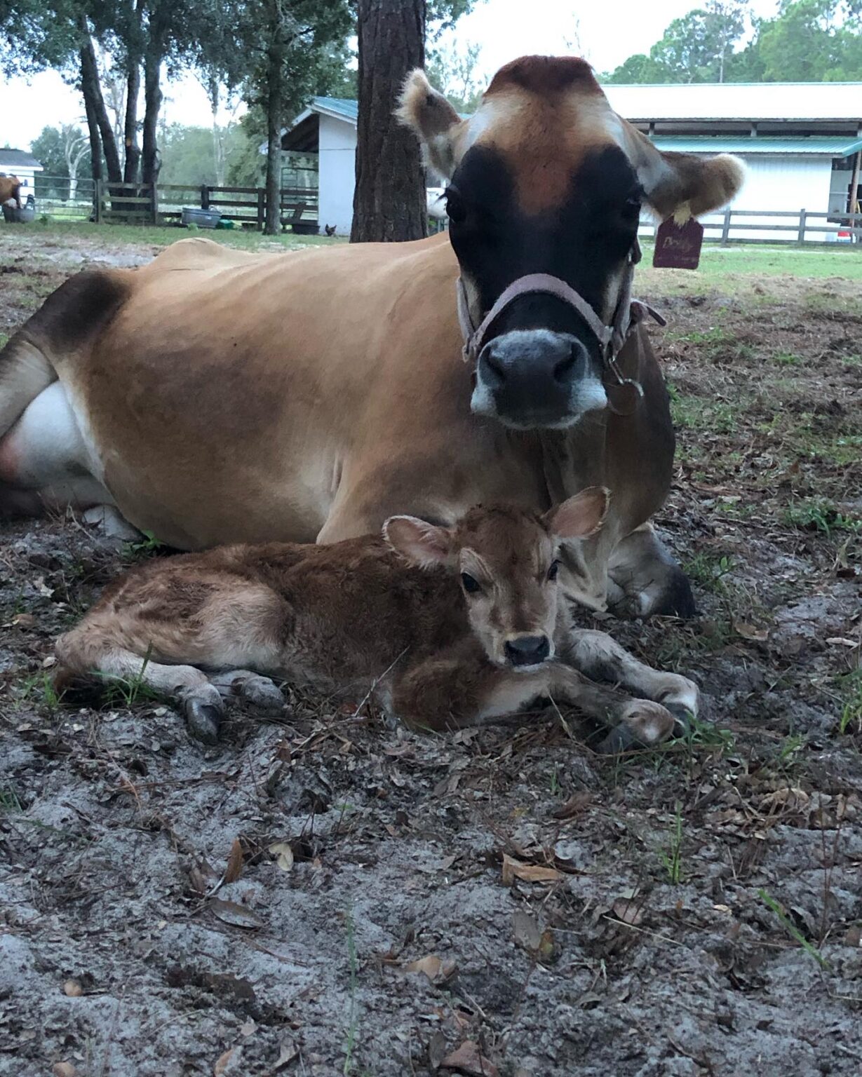 Where Can I Milk a Cow and Our Family Dairy Cow Tips