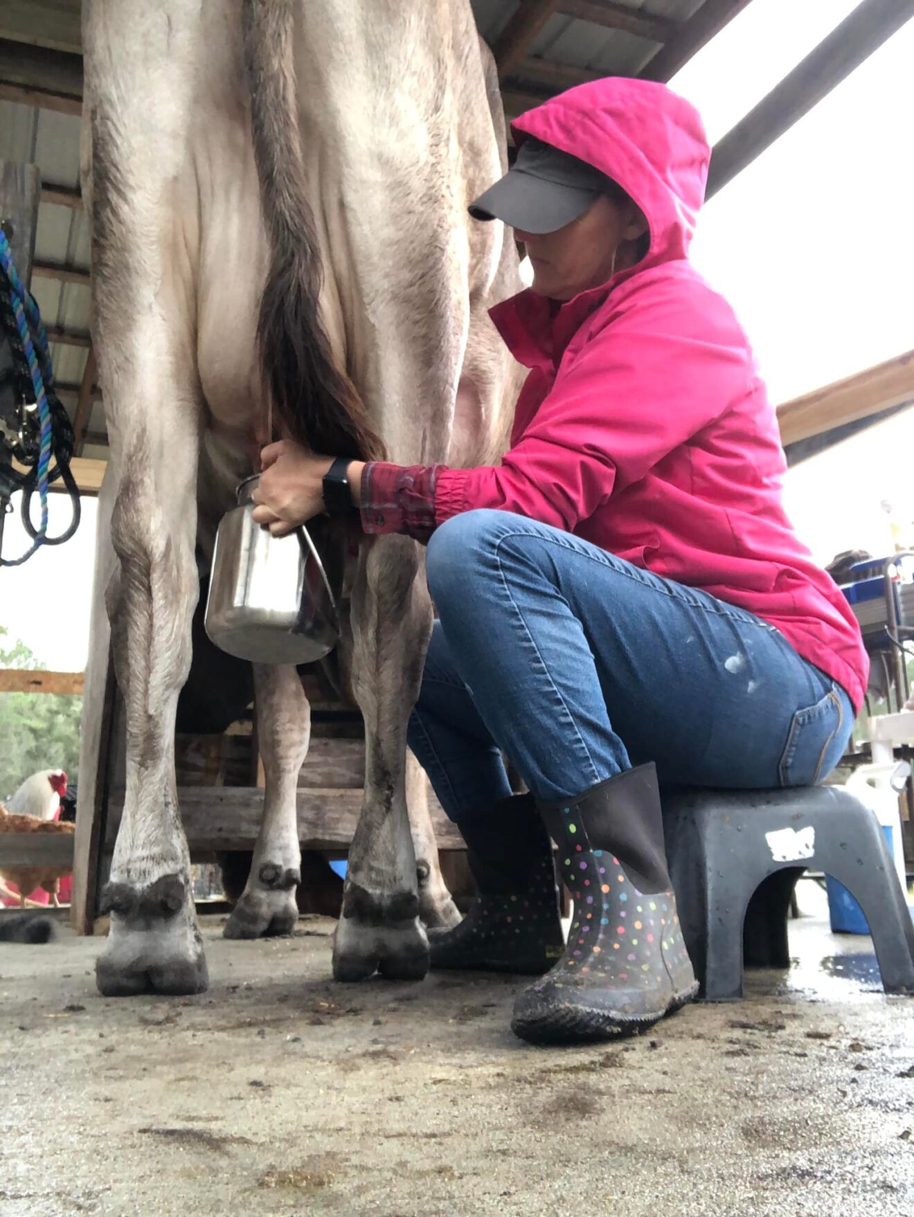 Where Can I Milk a Cow and Our Family Dairy Cow Tips