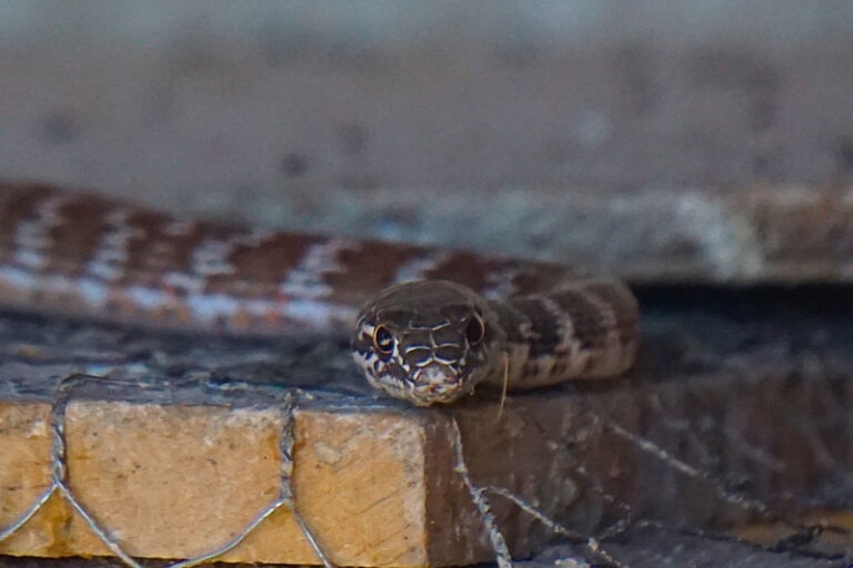 Are Chickens Immune to Snake Venom or Does It Kill?