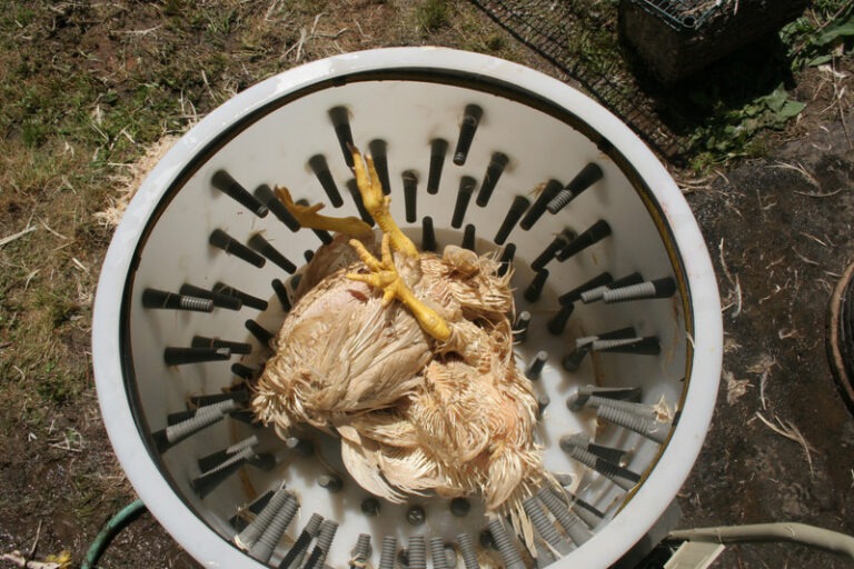 Can You Compost Meat Scraps? The Surprising & Smelly Truth