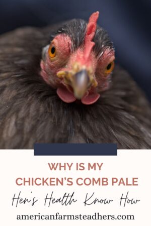 Why is My Chickens Comb Pale? Hen’s Health Know How