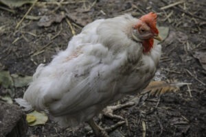 Why is My Chickens Comb Pale? Hen’s Health Know How