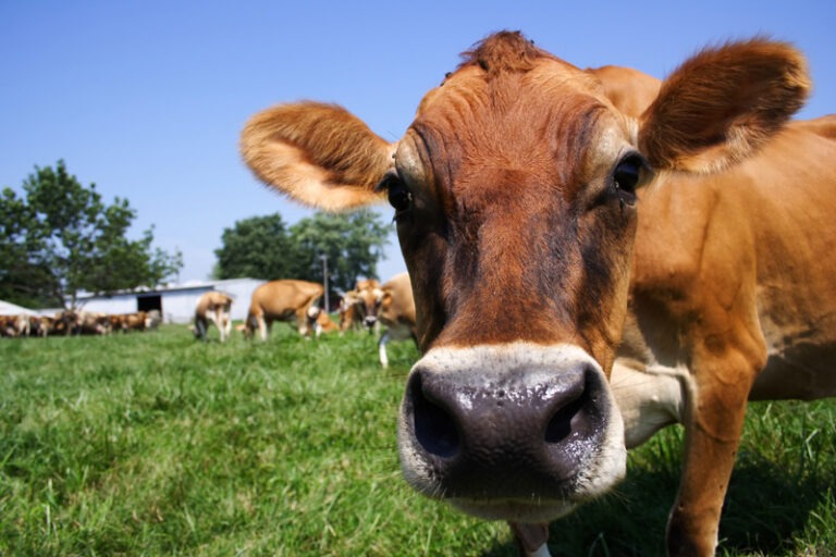 Train a Heifer, From Halter Breaking to Milk Training