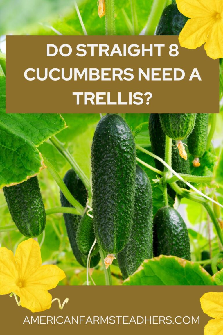 Do Straight Eight Cucumbers Need a Trellis to Grow
