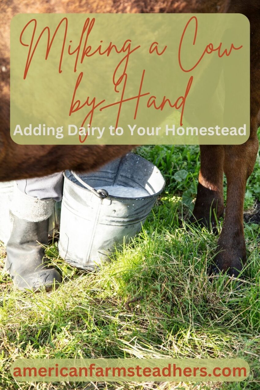 Milking a Cow by Hand: Adding Dairy to Your Homestead