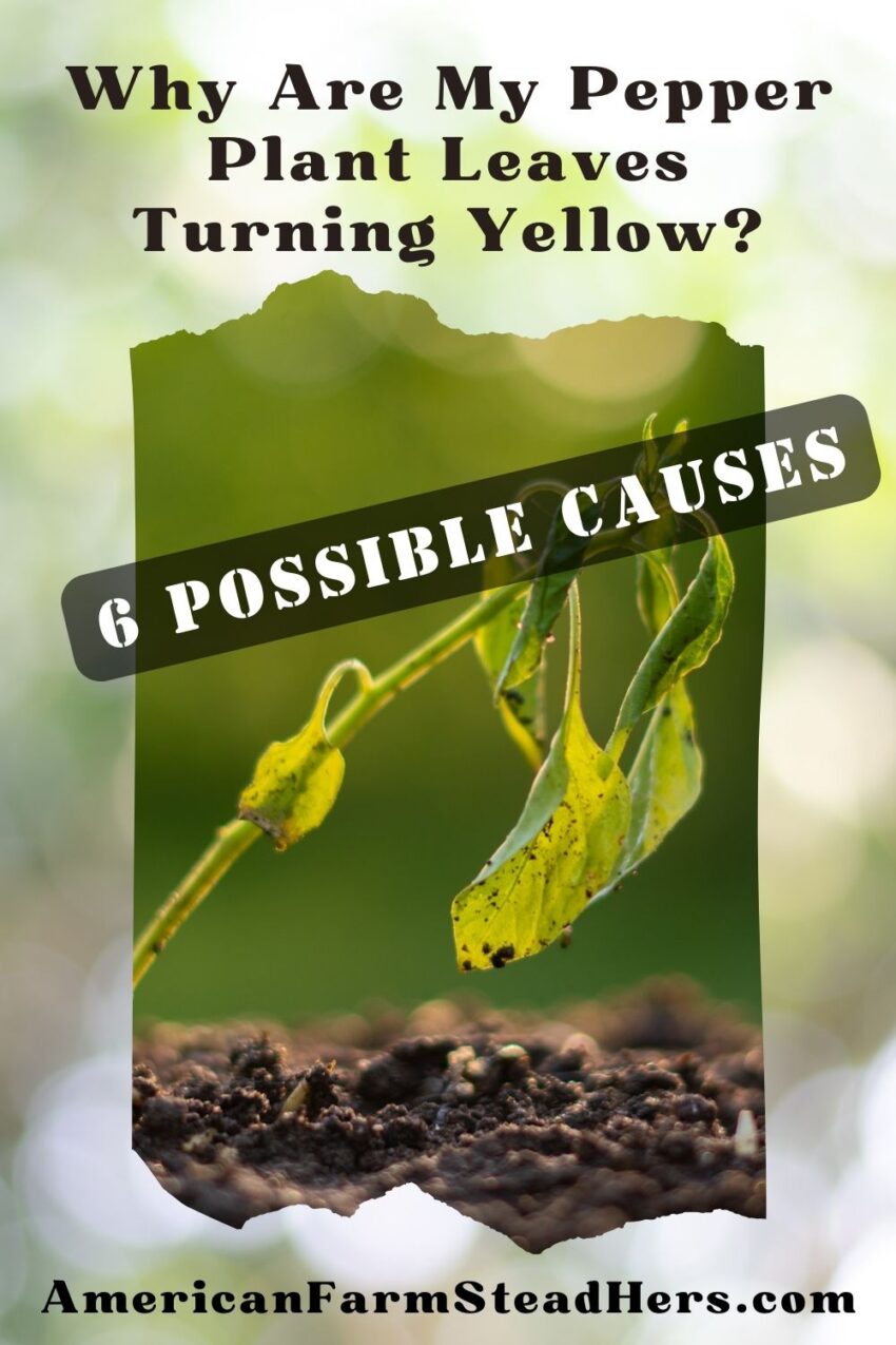 Why Are My Pepper Plant Leaves Turning Yellow?