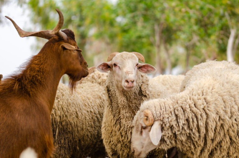 Are Sheep and Goats the Same? What are the Differences?
