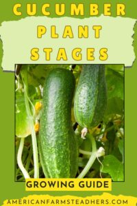 Cucumber Plant Stages, a Vegetable Growing Guide