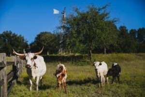 How Raising Meat on the Small Homestead Makes Sense