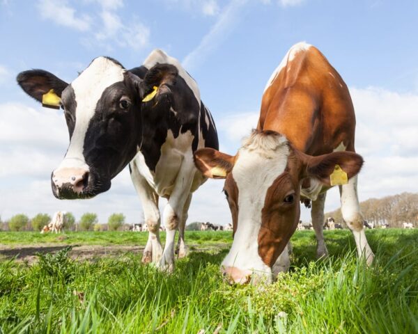 How Much Milk Does a Cow Produce in a Lifetime?