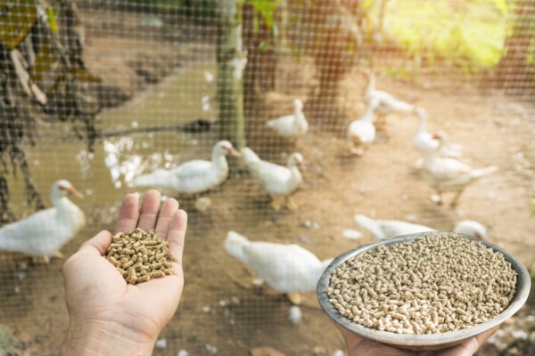 The Best Livestock Feed Storage Ideas for Your Homestead