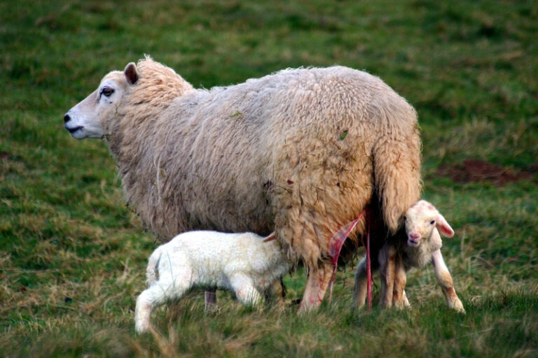The Benefits of Keeping Sheep and Cows Together