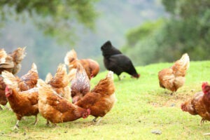 Why Do Chickens Attack Each Other and How to Stop It