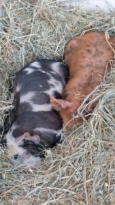 The Best Bedding for Pigs: Straw or Hay Vs Shavings