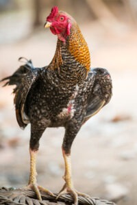 Why Do Chickens Attack Each Other and How to Stop It – American ...