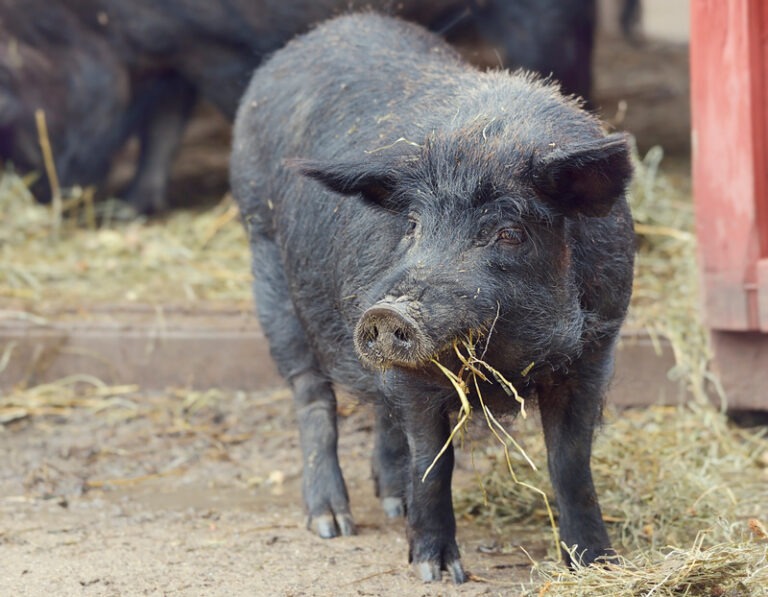 The Best Bedding for Pigs: Straw or Hay Vs Shavings