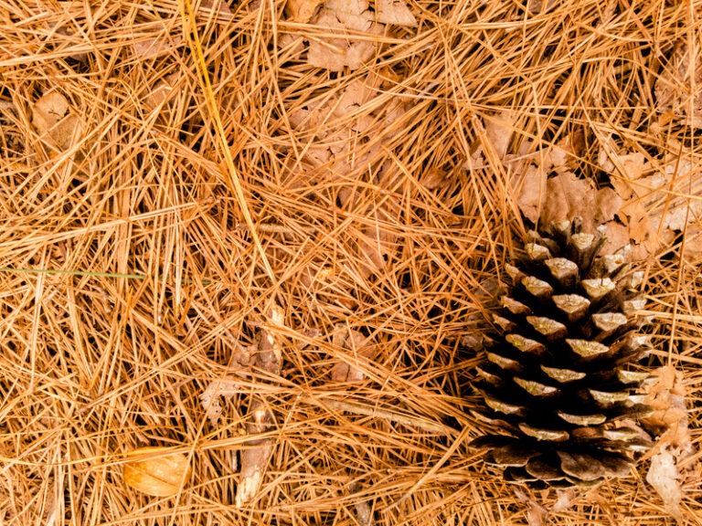 The Best Bedding for Pigs: Straw or Hay Vs Shavings
