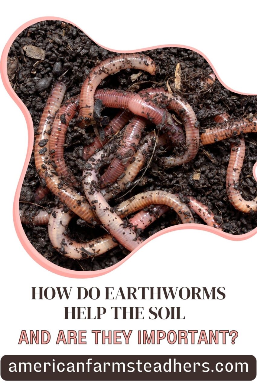 How do Earthworms Help the Soil and Are They Important?