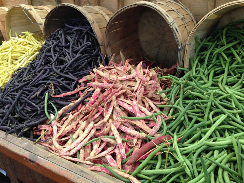 Crop Rotation Chart: Vegetable Garden Planning Made Easy