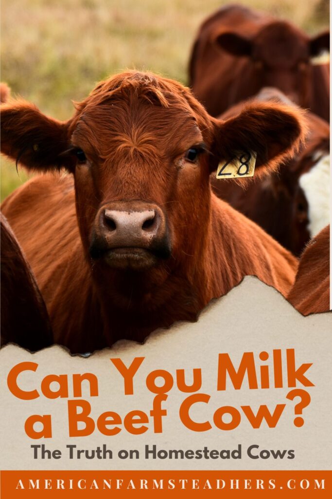 Can You Milk a Beef Cow? The Truth on Homestead Cows