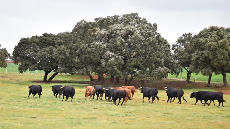 Can You Milk a Beef Cow? The Truth on Homestead Cows