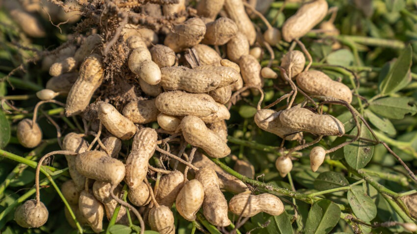 How to Grow Peanuts, The Complete Gardener’s Guide