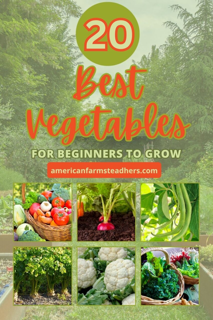 Garden Guide: 20 Best Vegetables for Beginners to Grow