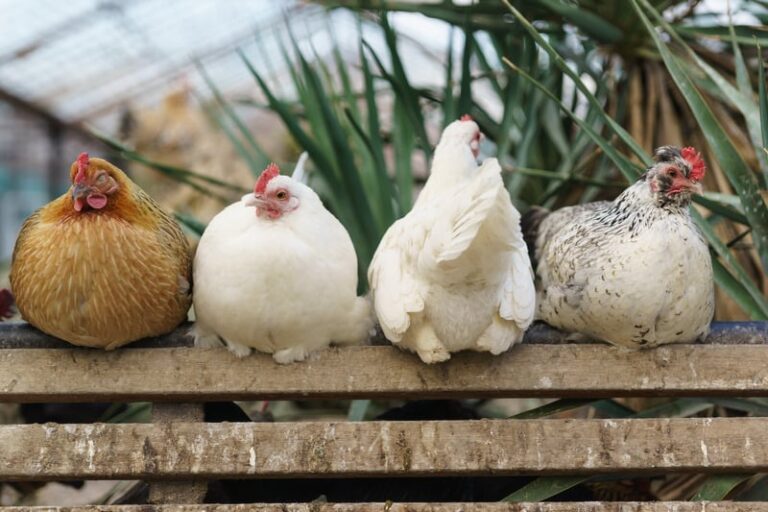 How Much Do Chickens Weigh? Weight Chart by Breed