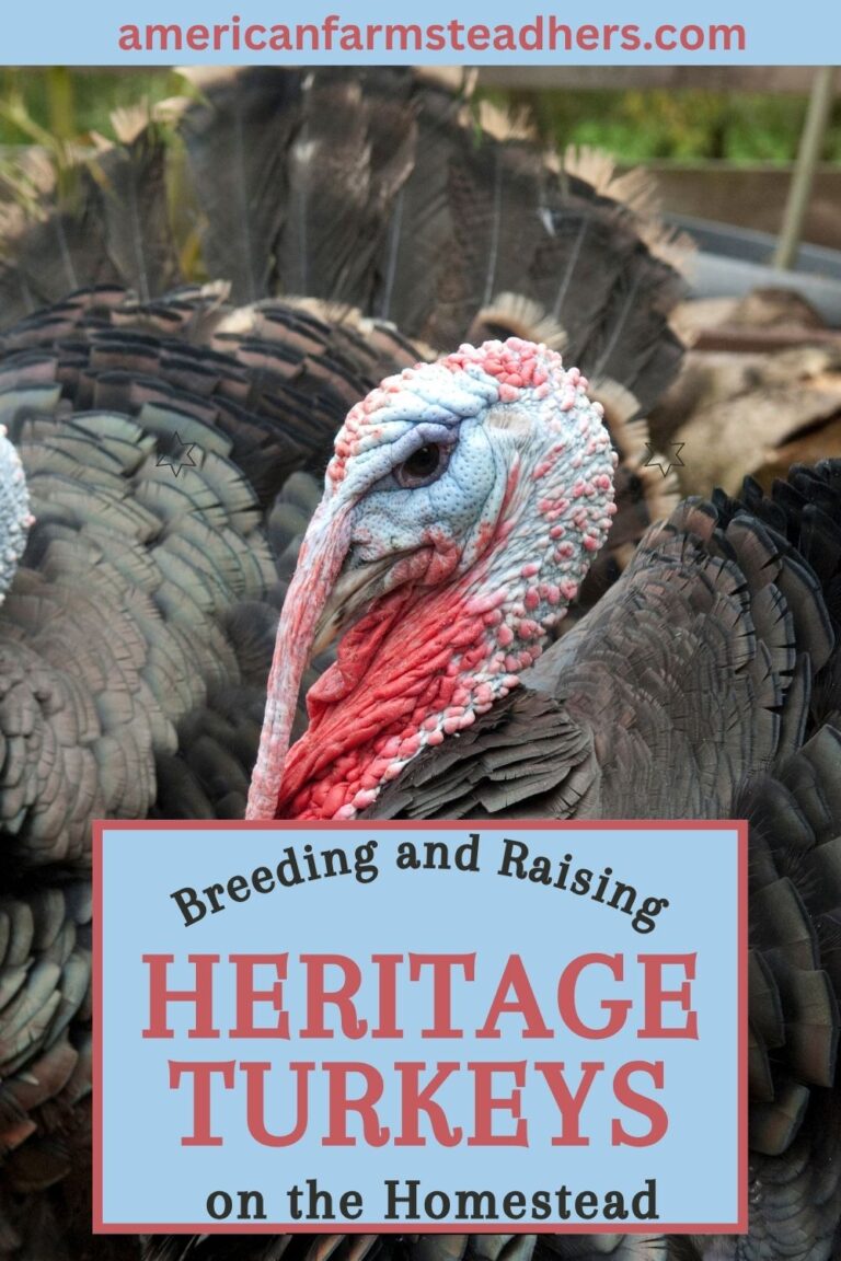 Breeding & Raising Heritage Turkeys on the Homestead