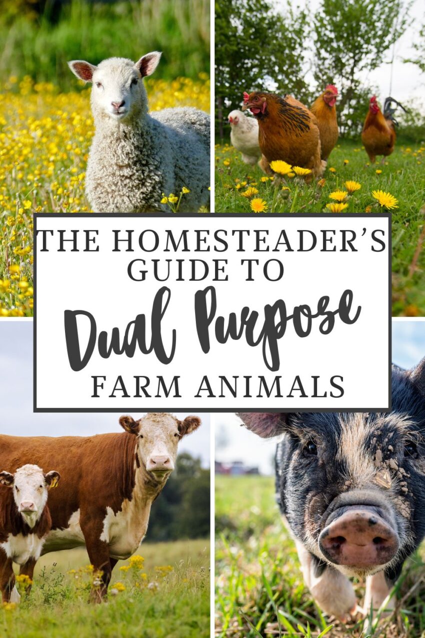 The Homesteader’s Guide to Dual Purpose Farm Animals
