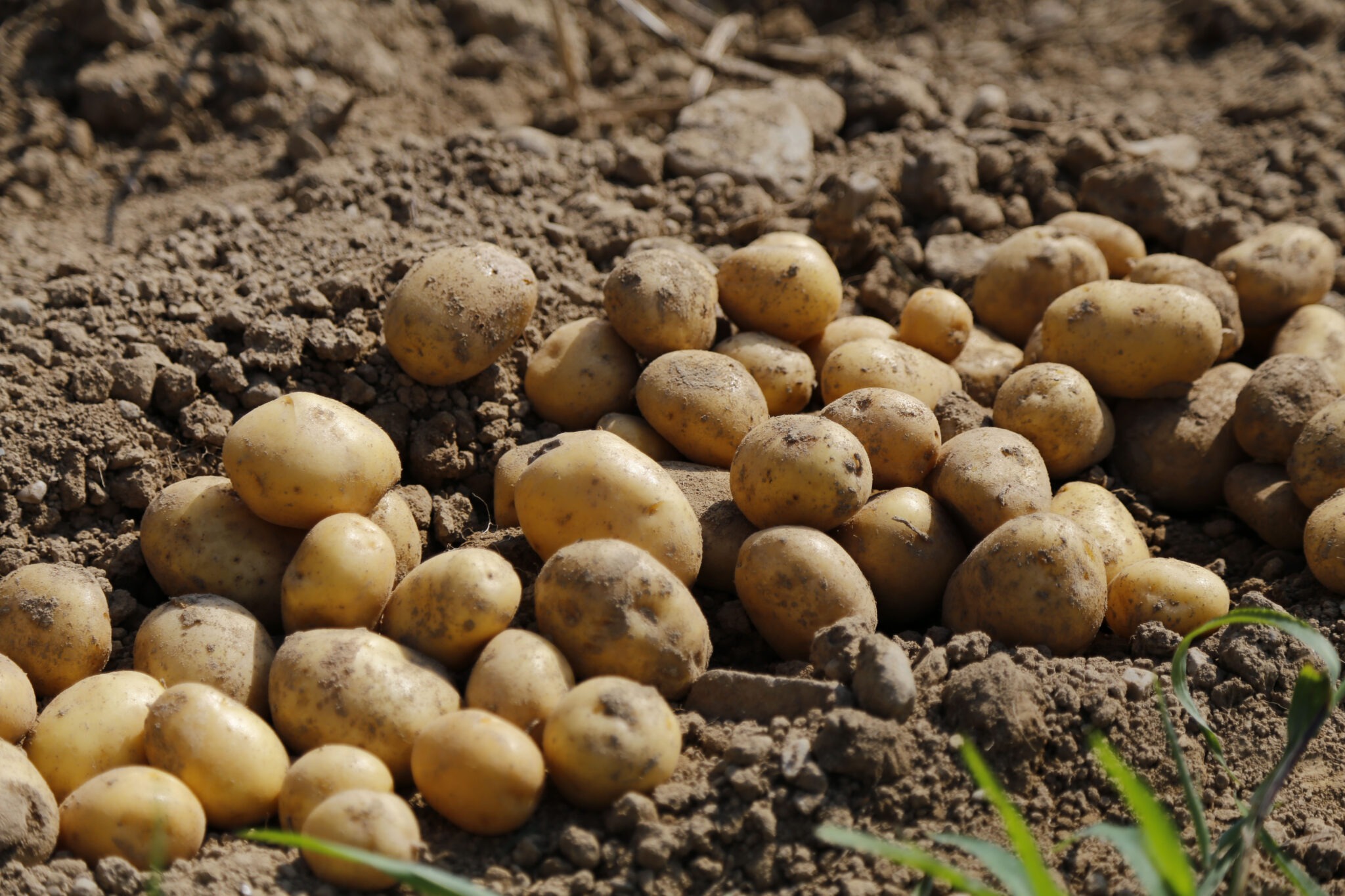 How to Pressure Can Potatoes, A Home Canning Guide