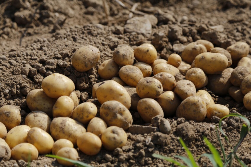 How to Pressure Can Potatoes, A Home Canning Guide