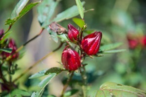 Growing Roselle, a Favorite for the Southern Garden
