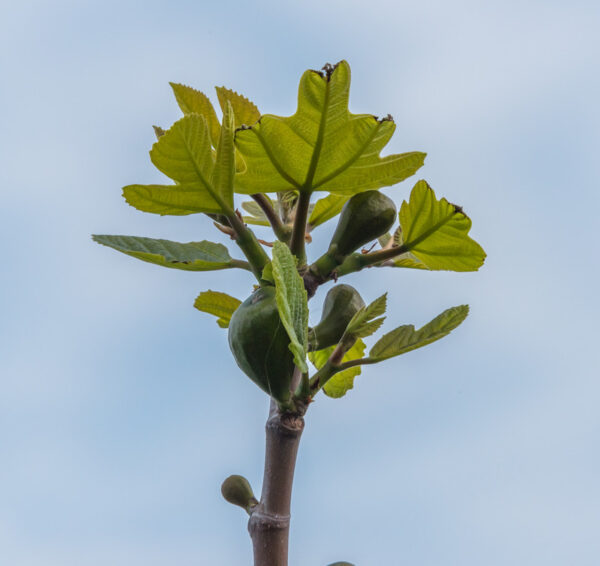 How to Propagate Fig Trees From Simple Cuttings