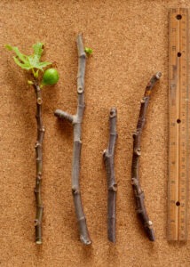 How to Propagate Fig Trees From Simple Cuttings