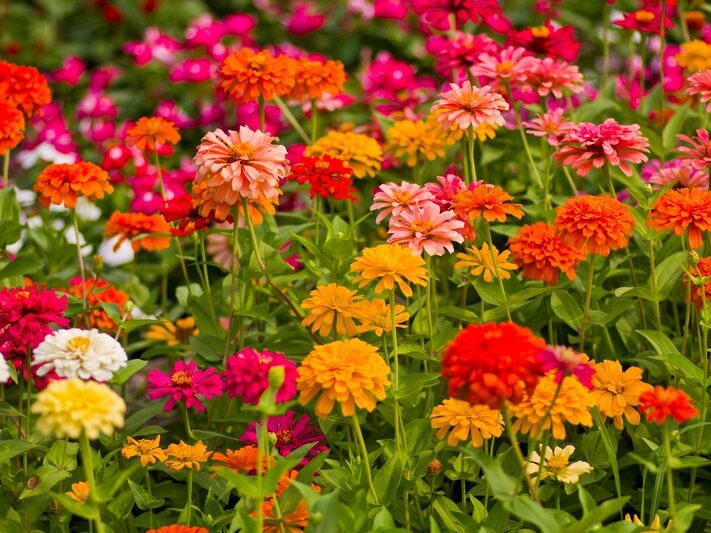 Best Hatchery for Chickens: Build Your Backyard Flock Now