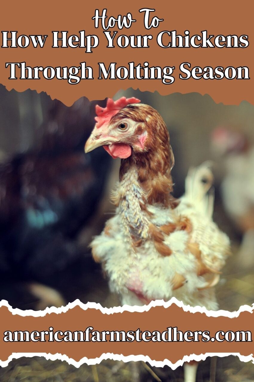 How to Help Your Chickens Through Molting Season